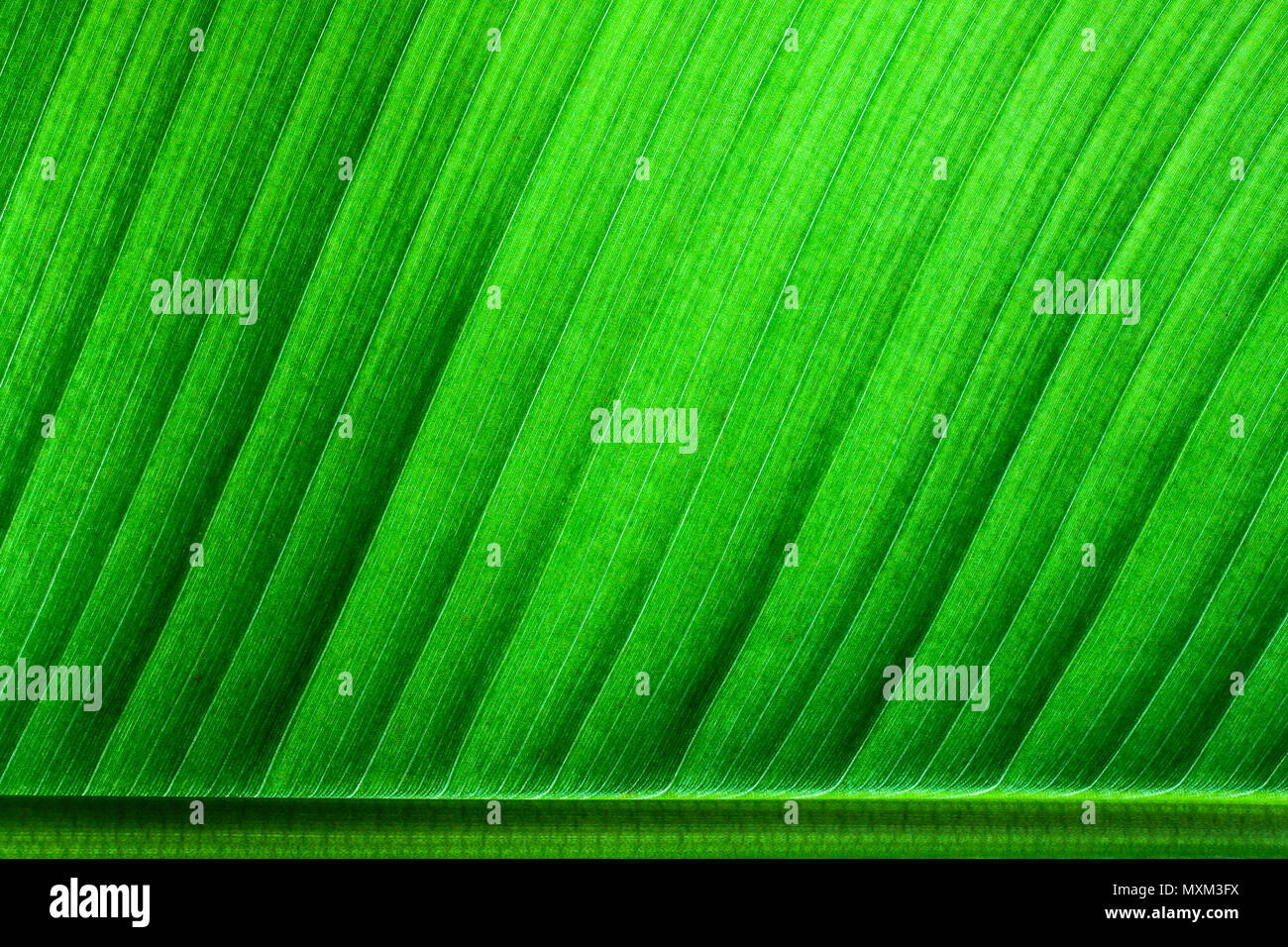 Fresh green banana leaf surface structure extreme macro closeup photo ...