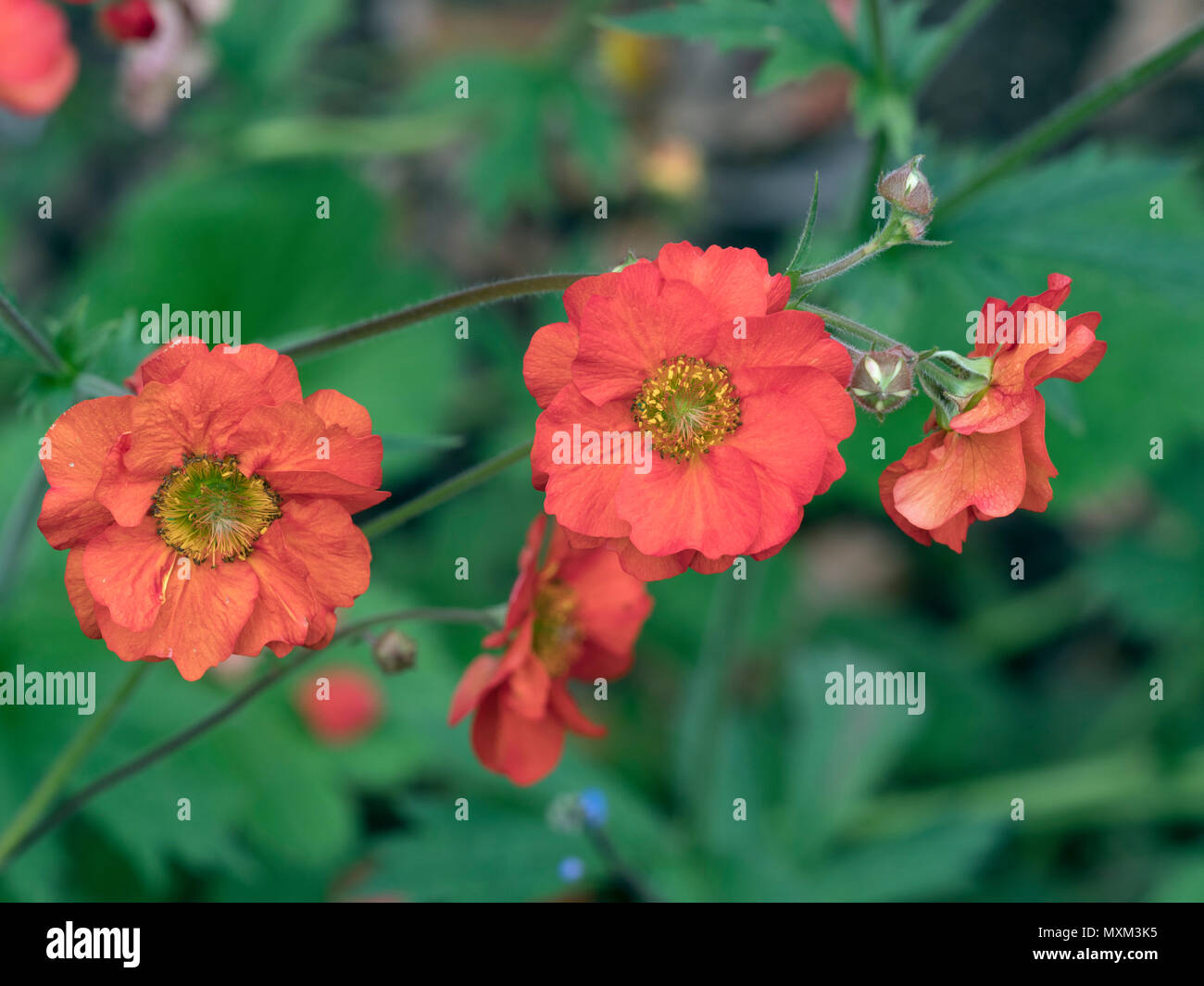 Geum 'Scarlet Tempest' Stock Photo - Alamy
