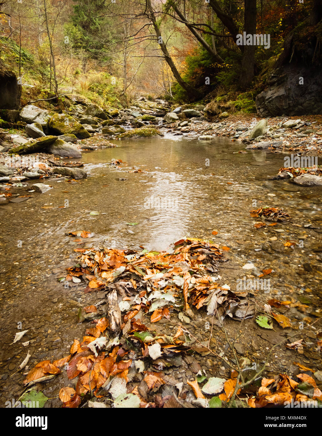 River flowing through the forest Stock Photo - Alamy