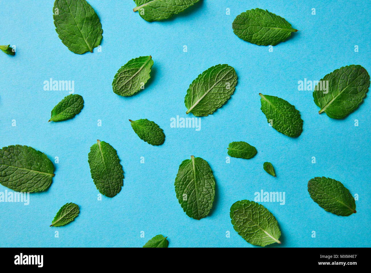 Fresh mint leaves pattern in blue background Stock Photo - Alamy