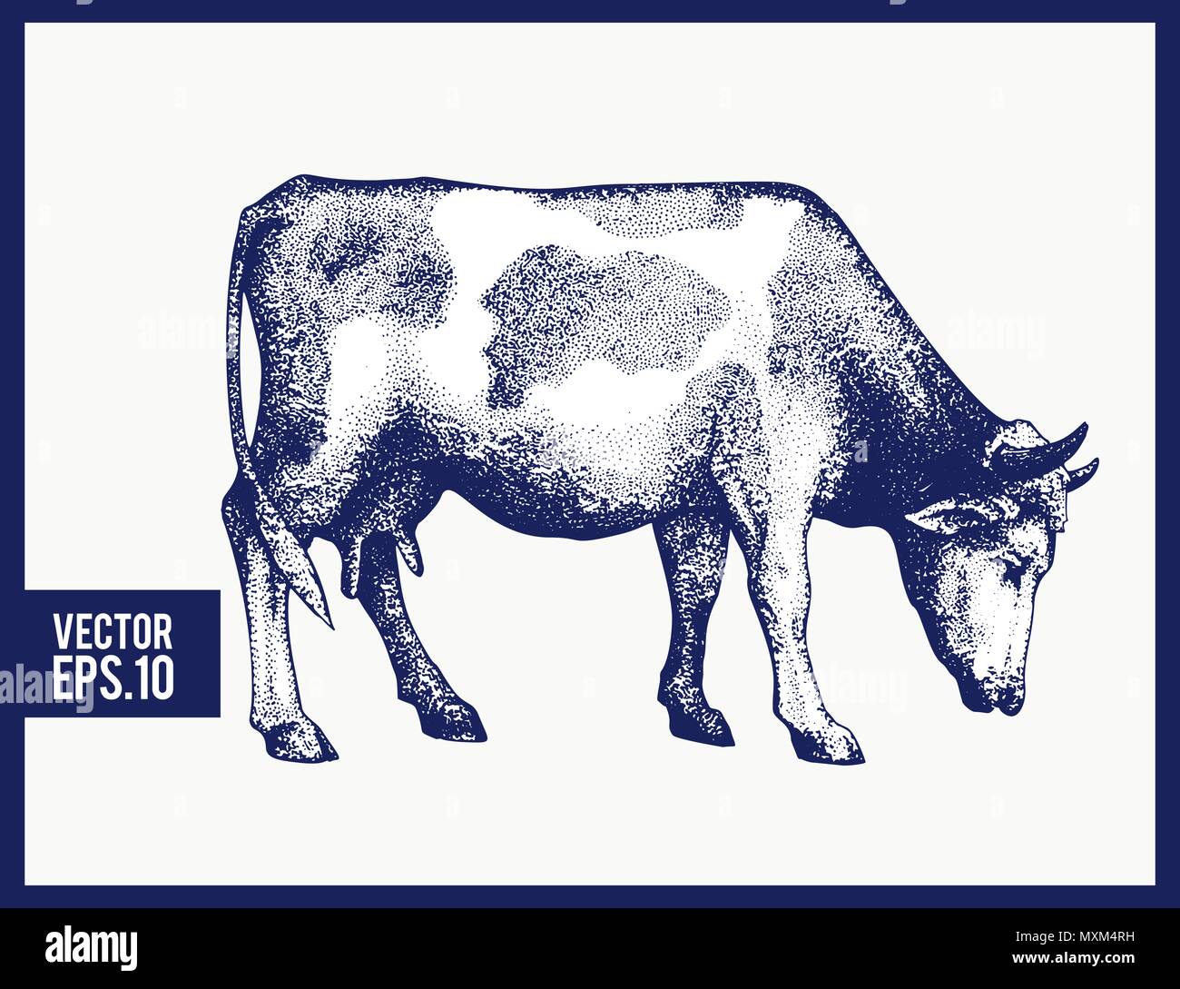 Vintage Cow Illustration