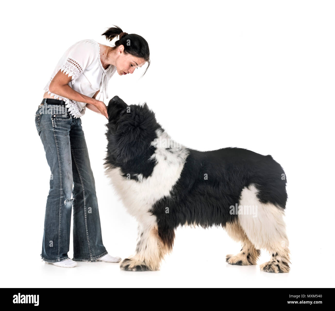 newfoundland dog and woman in front of white background Stock Photo - Alamy