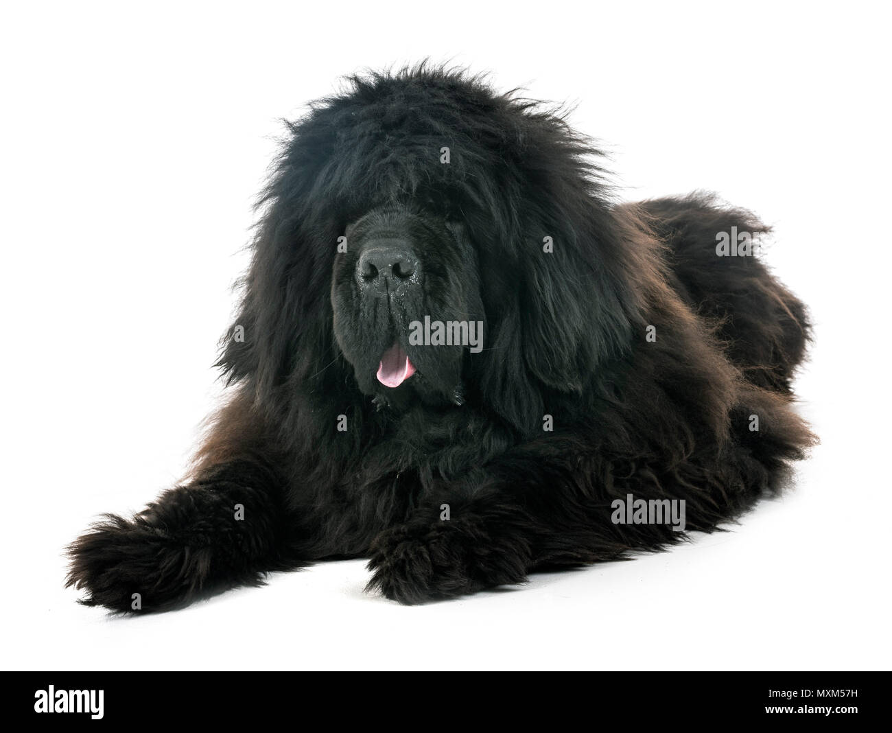 tibetan mastiff in front of white background Stock Photo - Alamy