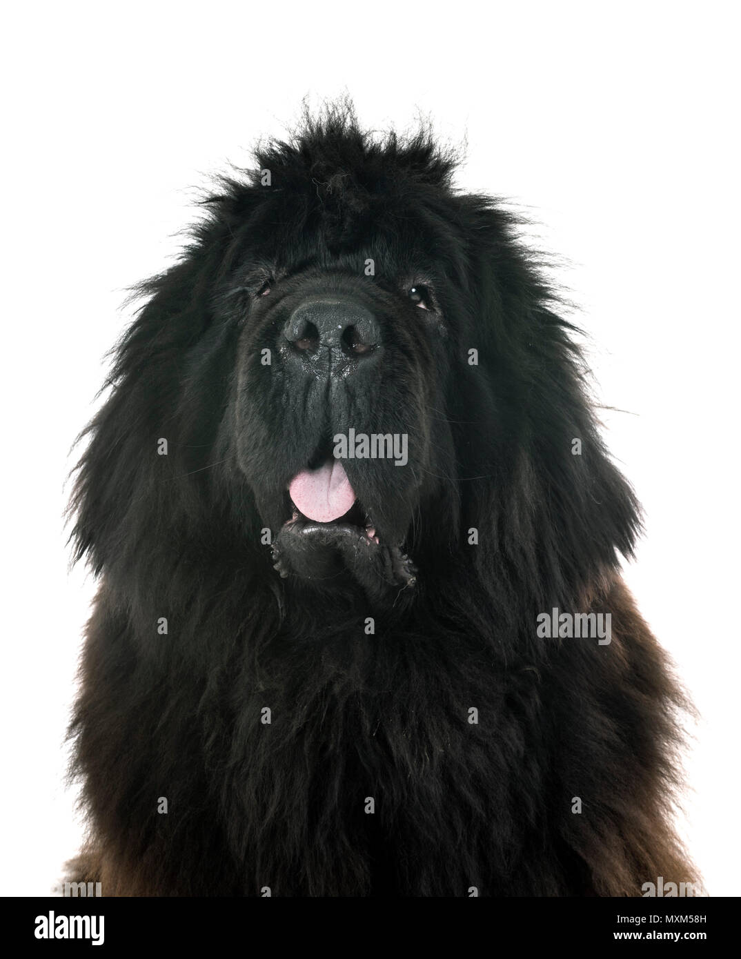 tibetan mastiff in front of white background Stock Photo - Alamy