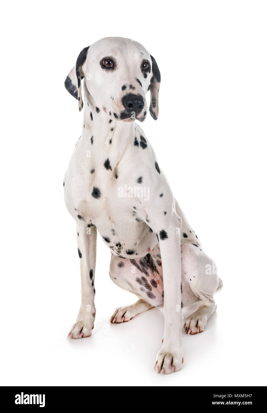 dalmatian dog in front of white background Stock Photo - Alamy