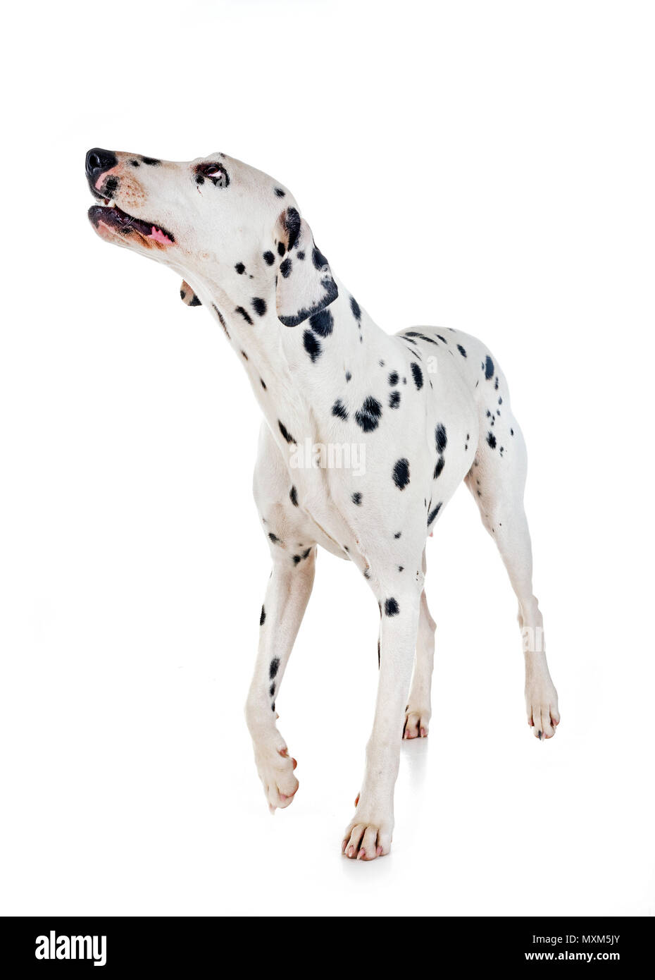 dalmatian dog in front of white background Stock Photo - Alamy