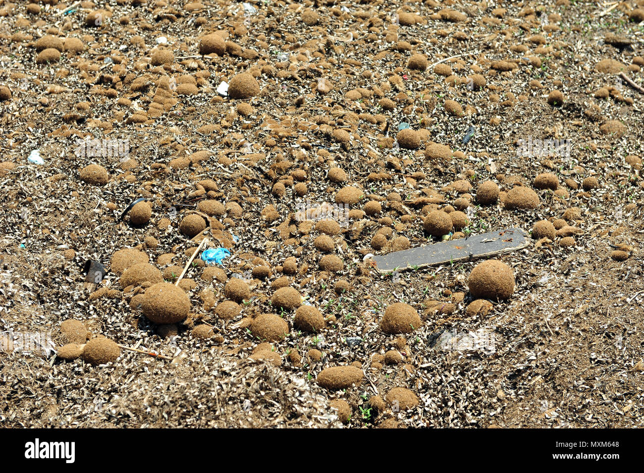 Sea balls washed up on beach Stock Photo - Alamy