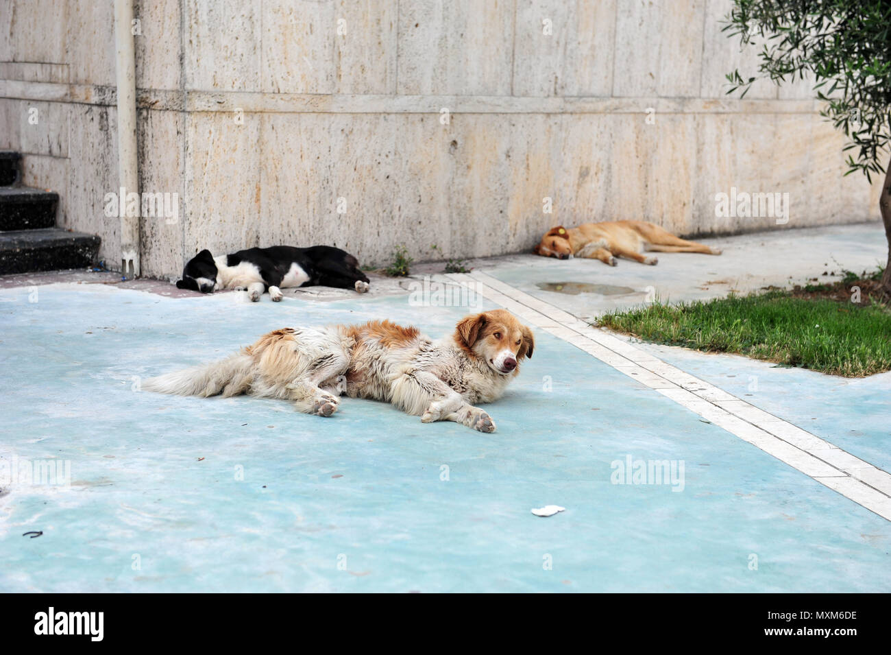 Three stray dogs sleeping on the sidewalk in Durrës, Albania. One dog ...