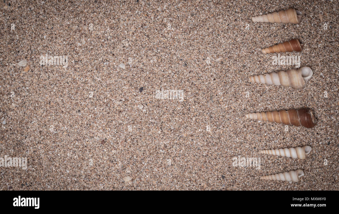 Sea shells on sand. Summer beach background. Top view Stock Photo - Alamy
