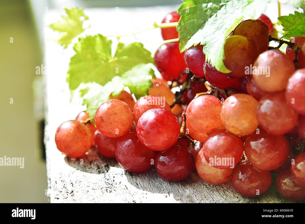 Grapevine stand hi-res stock photography and images - Alamy