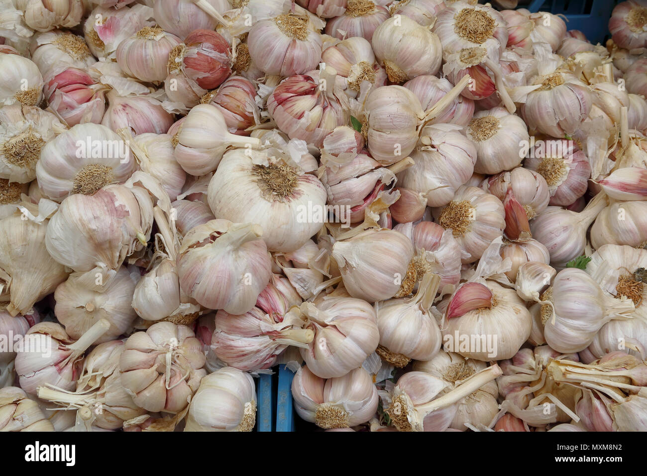 Garlic pile hi-res stock photography and images - Alamy