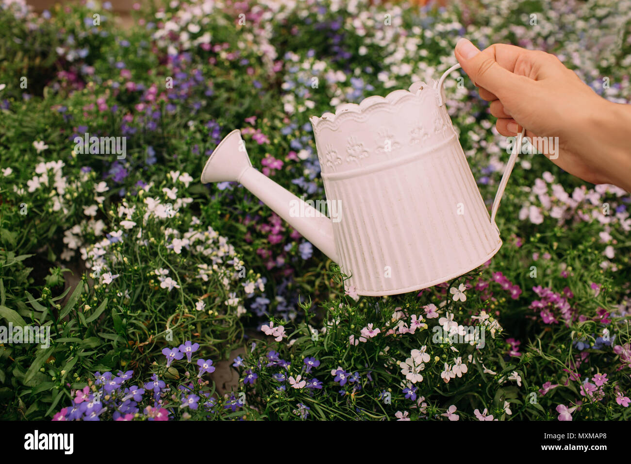 Gardenwatering hi-res stock photography and images - Alamy
