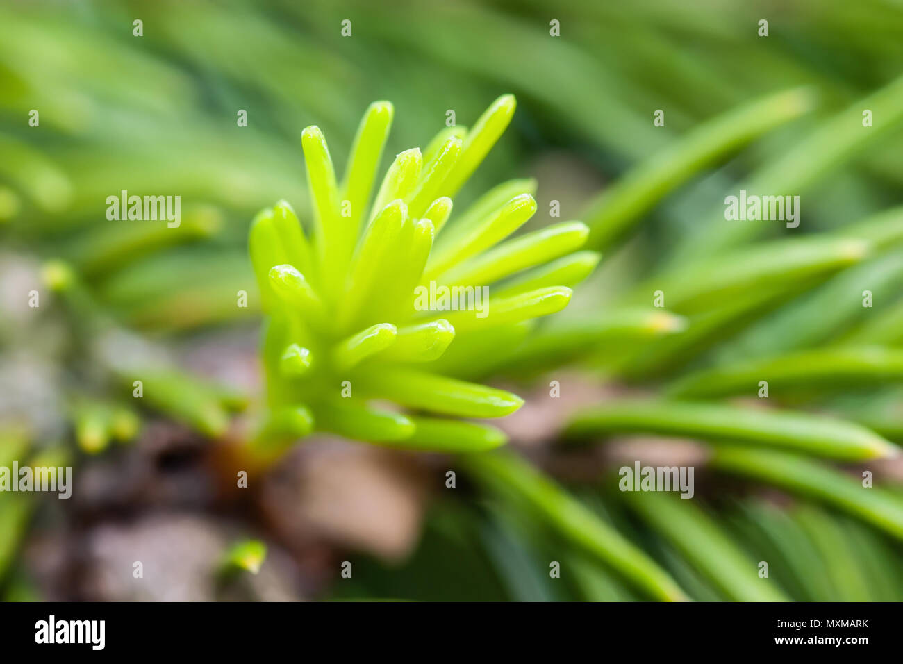 New pine sprout hi-res stock photography and images - Alamy