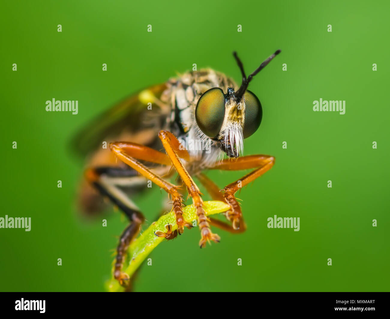 Fly insect diptera asilidae hi-res stock photography and images - Alamy