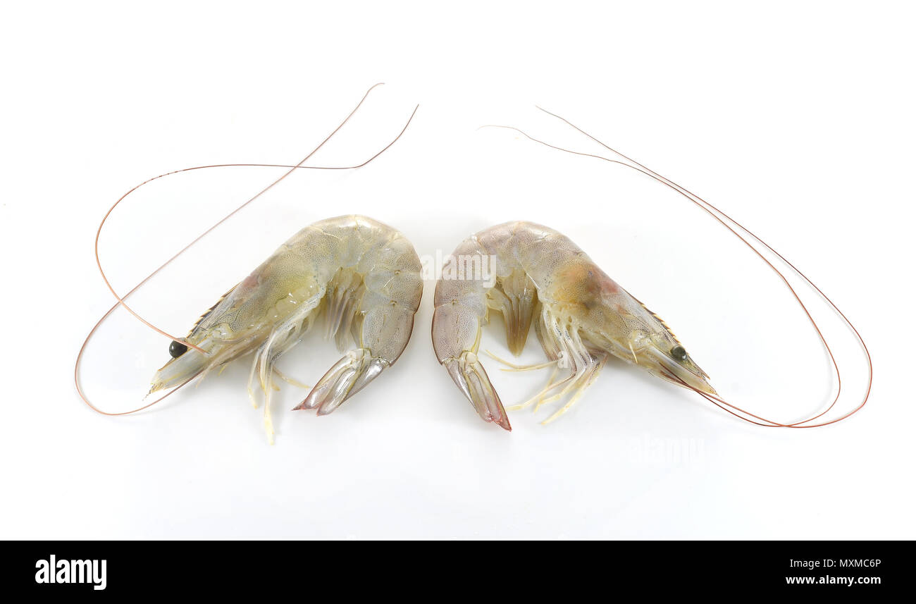 Fenneropenaeus merguiensis hi-res stock photography and images - Alamy