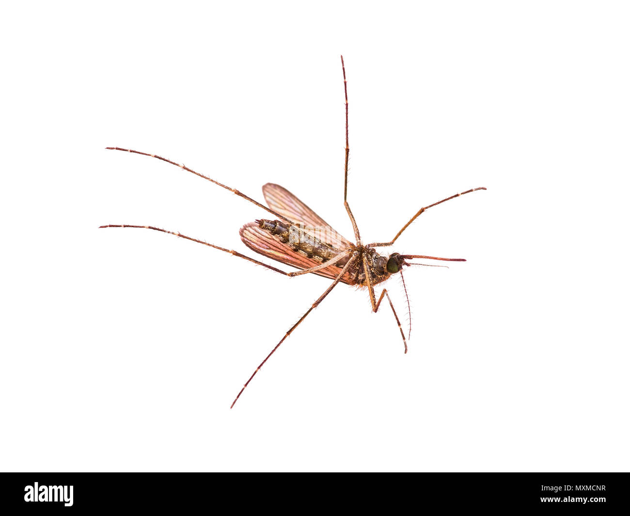 Yellow Fever, Malaria or Zika Virus Infected Mosquito Insect Isolated ...