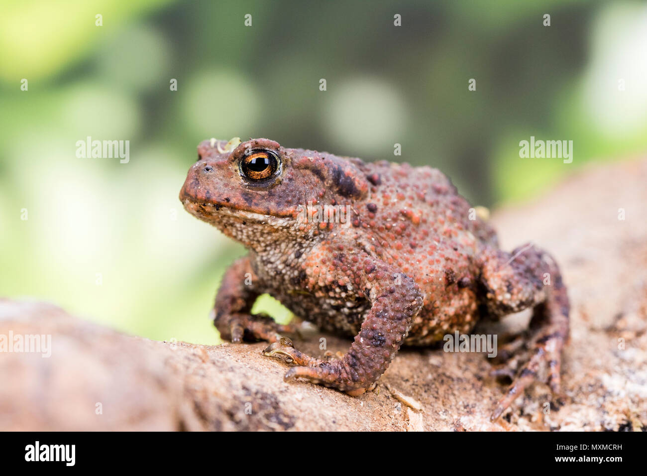 Toad in water uk hi-res stock photography and images - Alamy