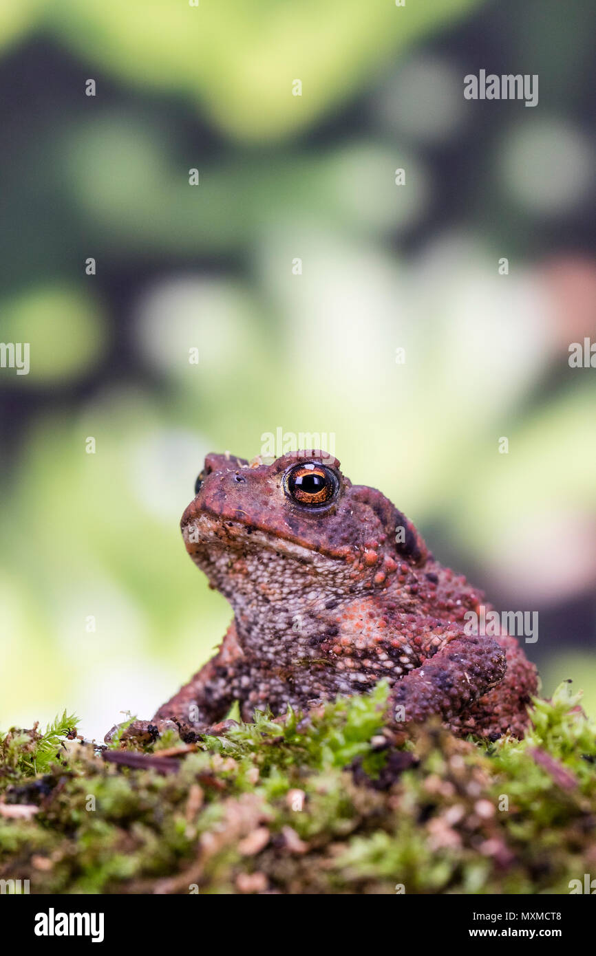 Common toad in mid spring in mid Wales Stock Photo - Alamy