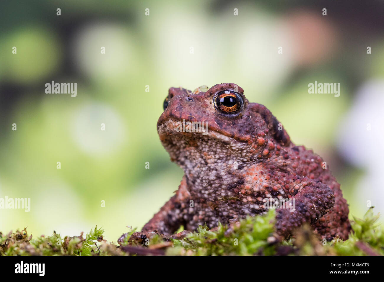 Common toad in mid spring in mid Wales Stock Photo - Alamy