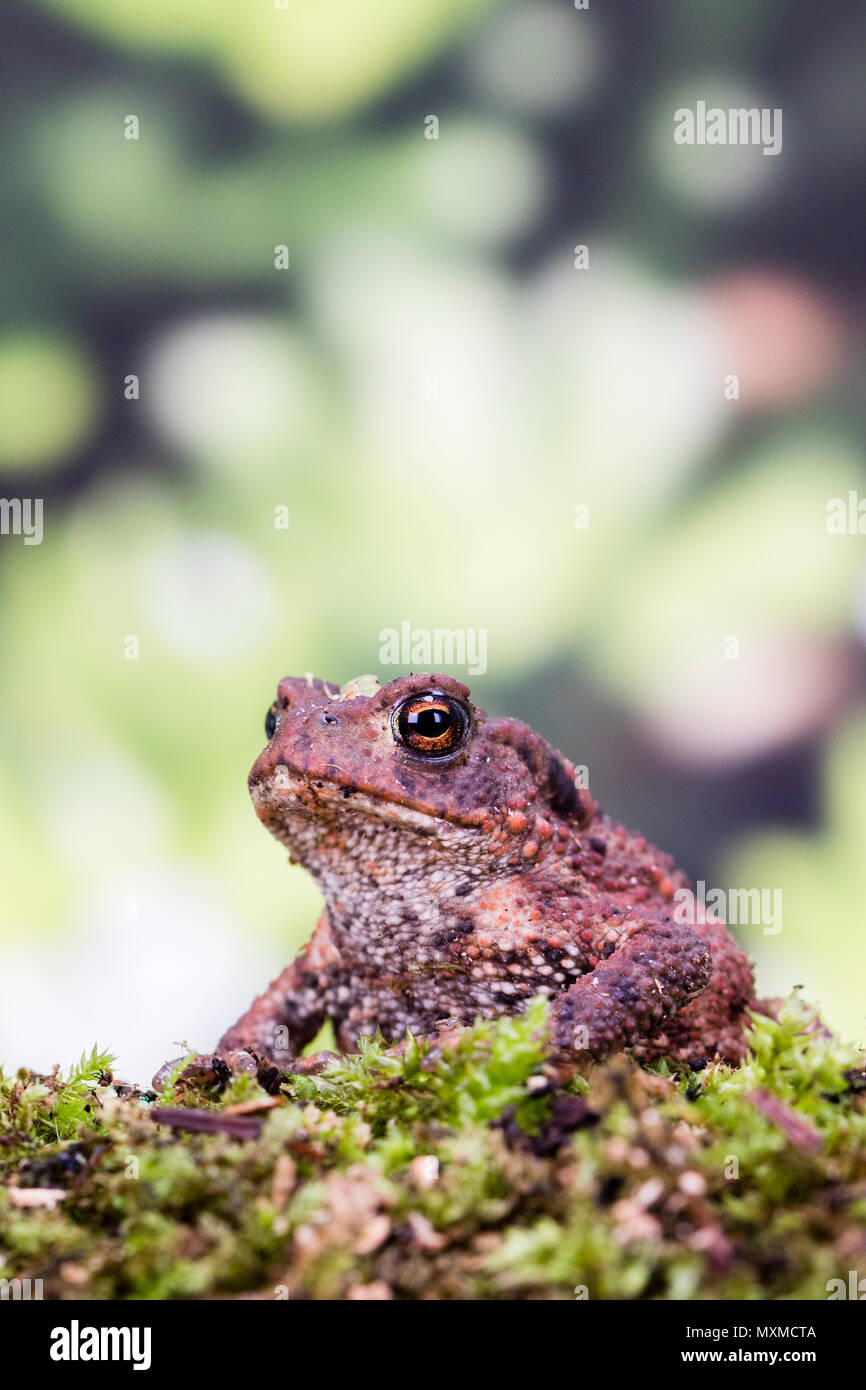 Common toad garden pond hi-res stock photography and images - Alamy