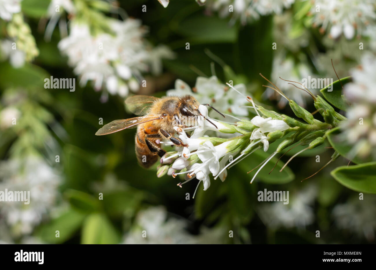 close up of a wild bee gathering nectar from white flowers Stock Photo ...
