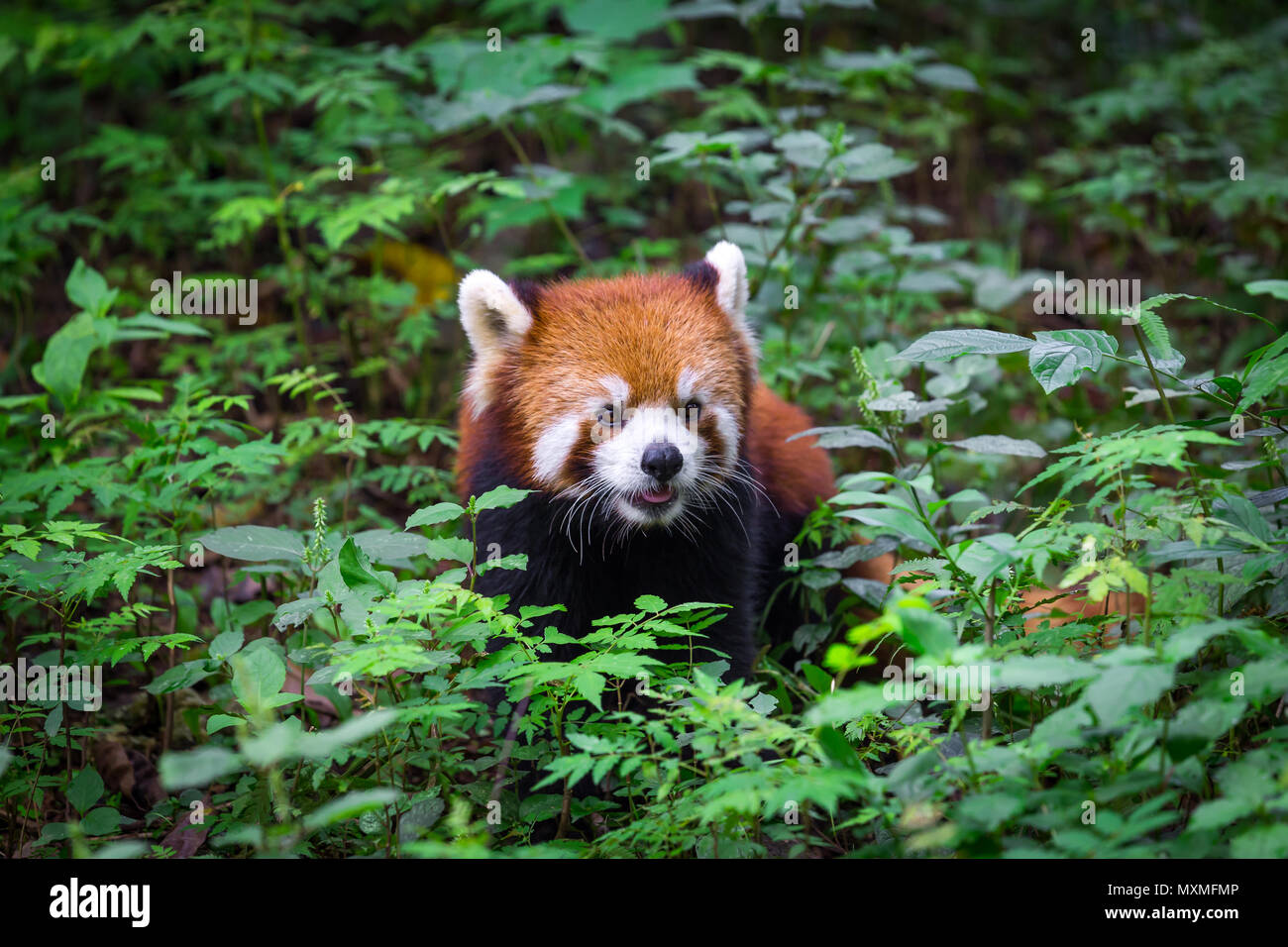 Fire fox hi-res stock photography and images - Alamy