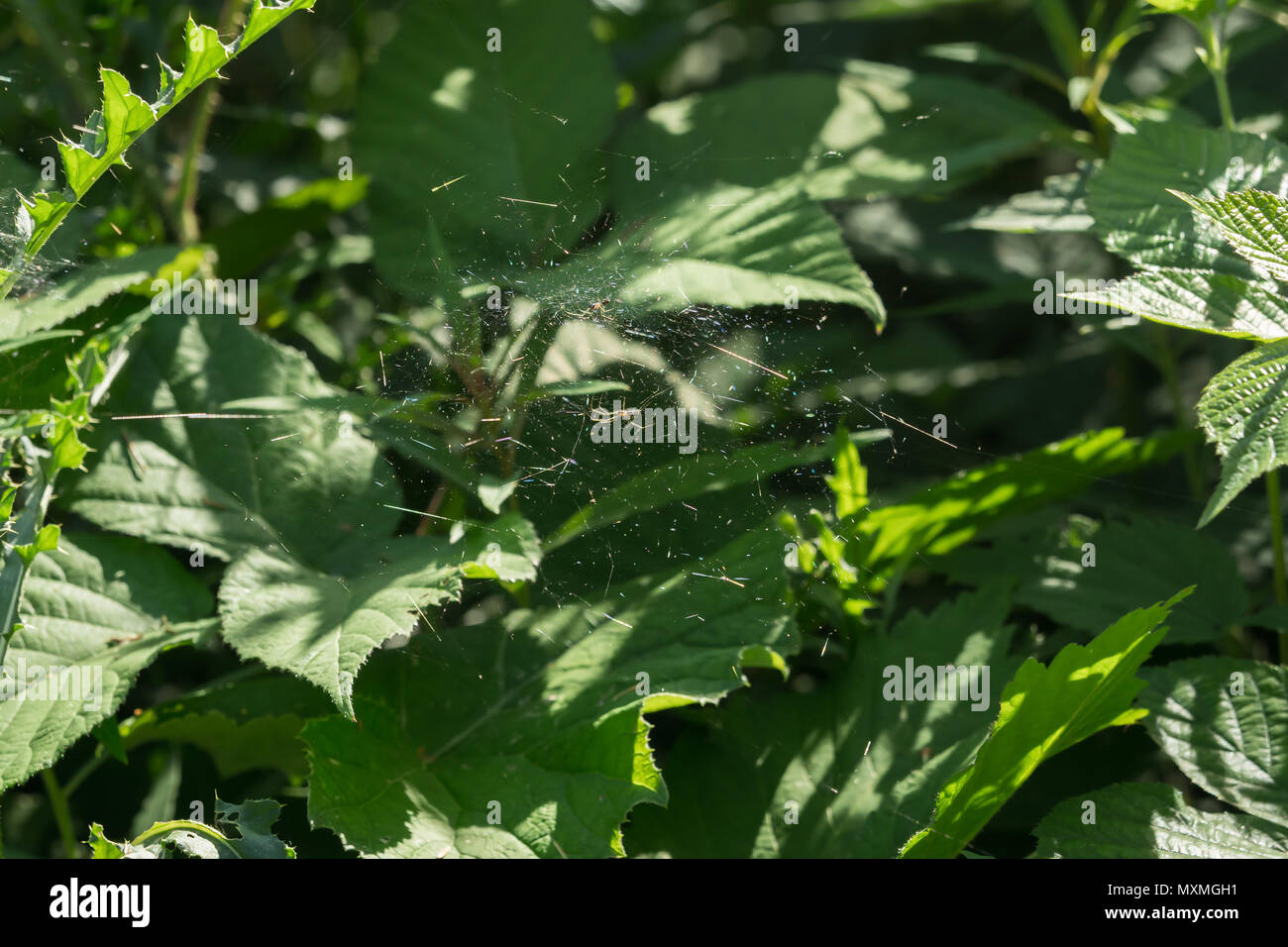 Spider web between leaves hi-res stock photography and images - Alamy