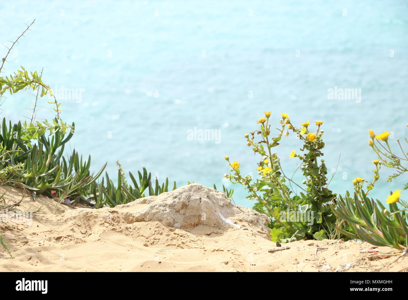 High wildflowers hi-res stock photography and images - Alamy