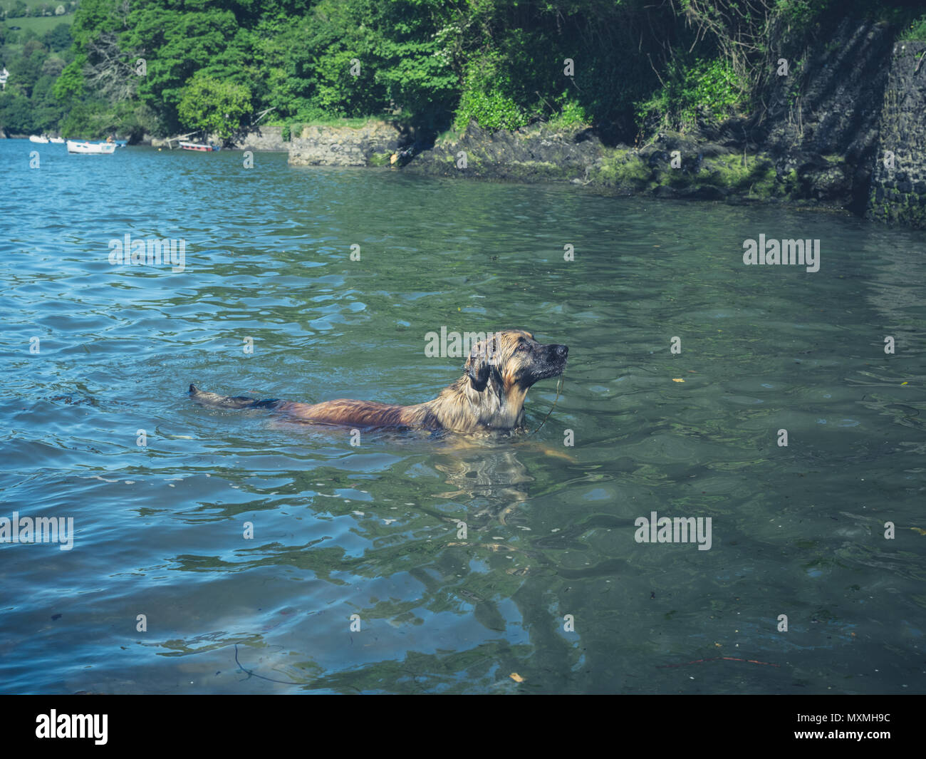 Giant dog swimming hi-res stock photography and images - Alamy