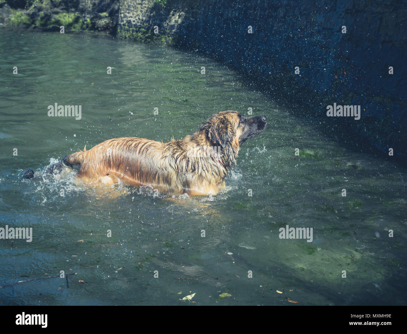 Giant dog swimming hi-res stock photography and images - Alamy