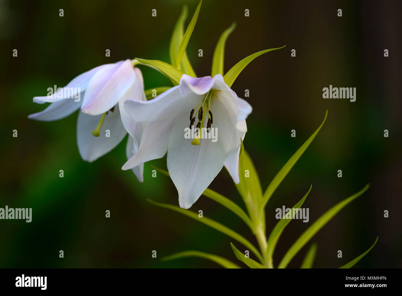 Lilium mackliniae shirui siroi lily hi-res stock photography and images ...