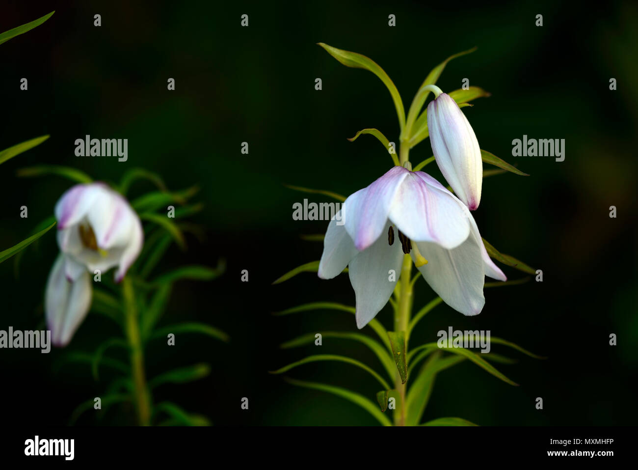 Lily species hi-res stock photography and images - Alamy