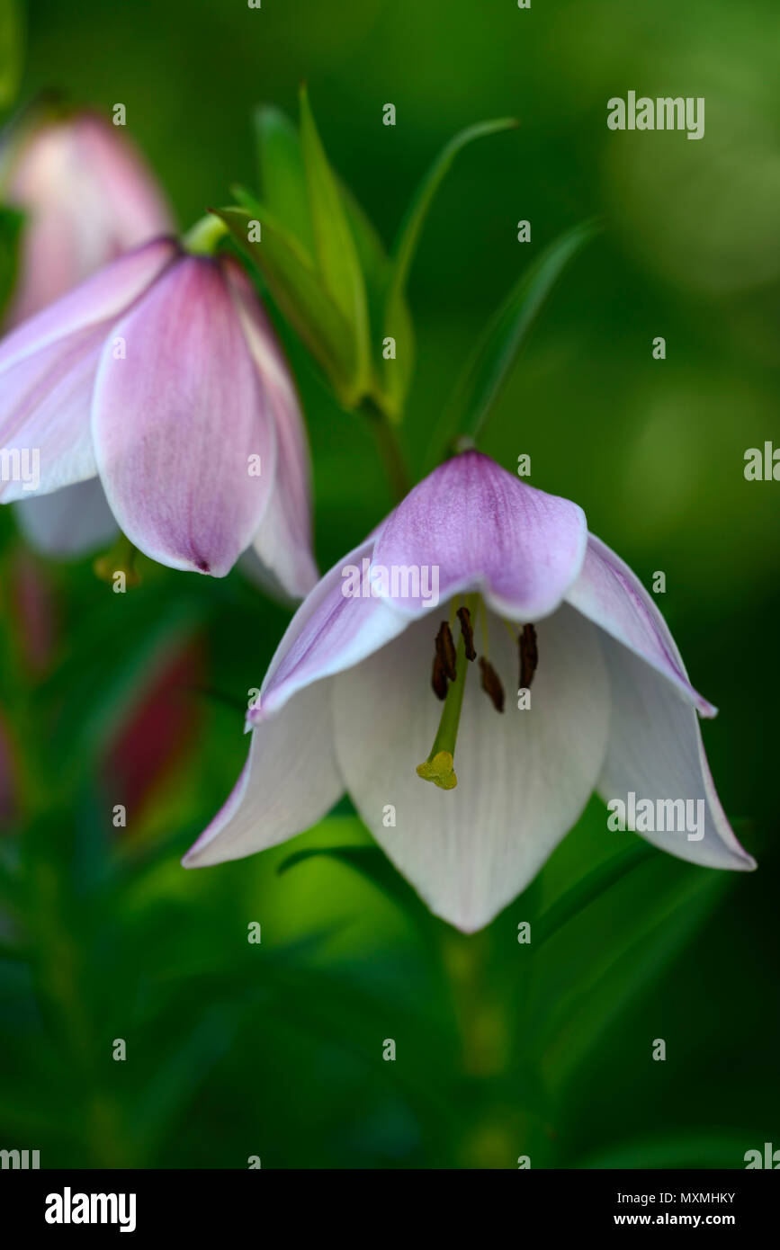 Shirui lily hi-res stock photography and images - Alamy