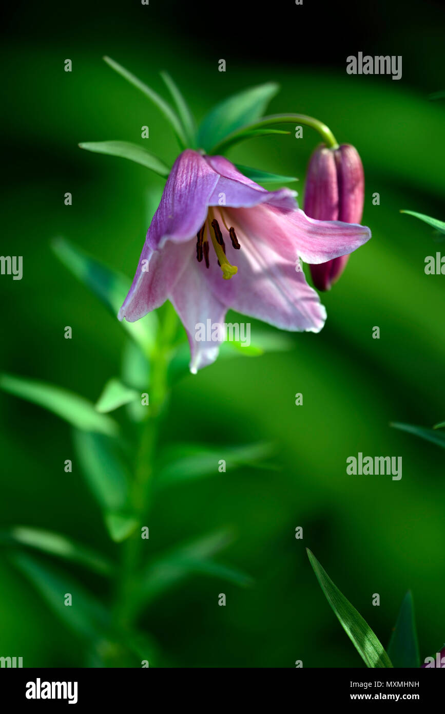 lilium mackliniae,Shirui,Siroi,lily,white,pink,species,lilies,naga form ...