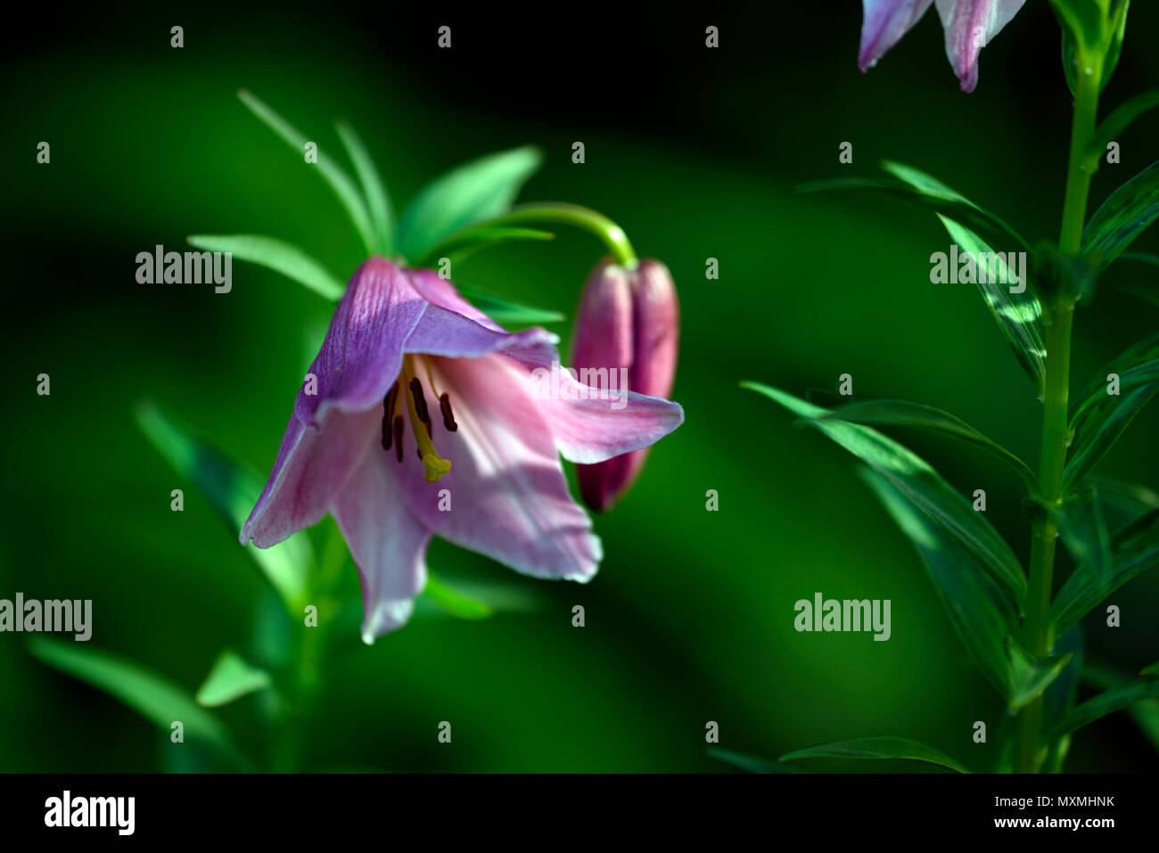 lilium mackliniae,Shirui,Siroi,lily,white,pink,species,lilies,naga form ...