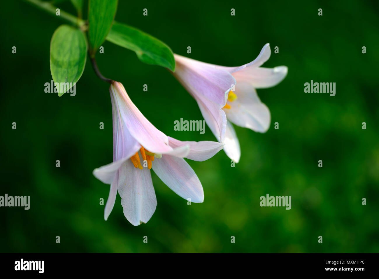 Lilium rubellum,Otome-Yuri,Maiden Lily,pink, lilies,flowers,flowers ...