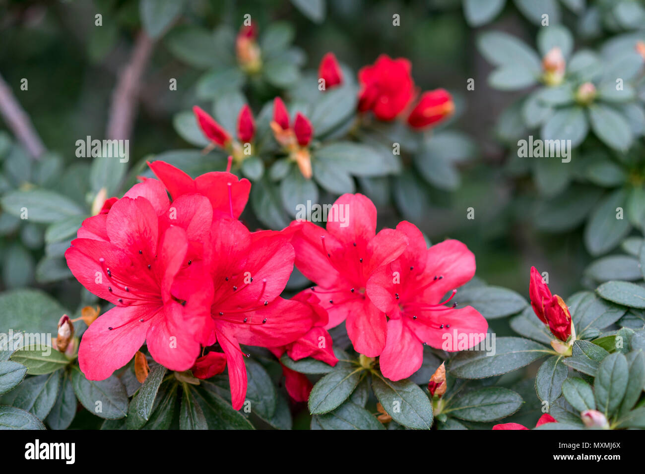 Purple azalea potted hi-res stock photography and images - Alamy