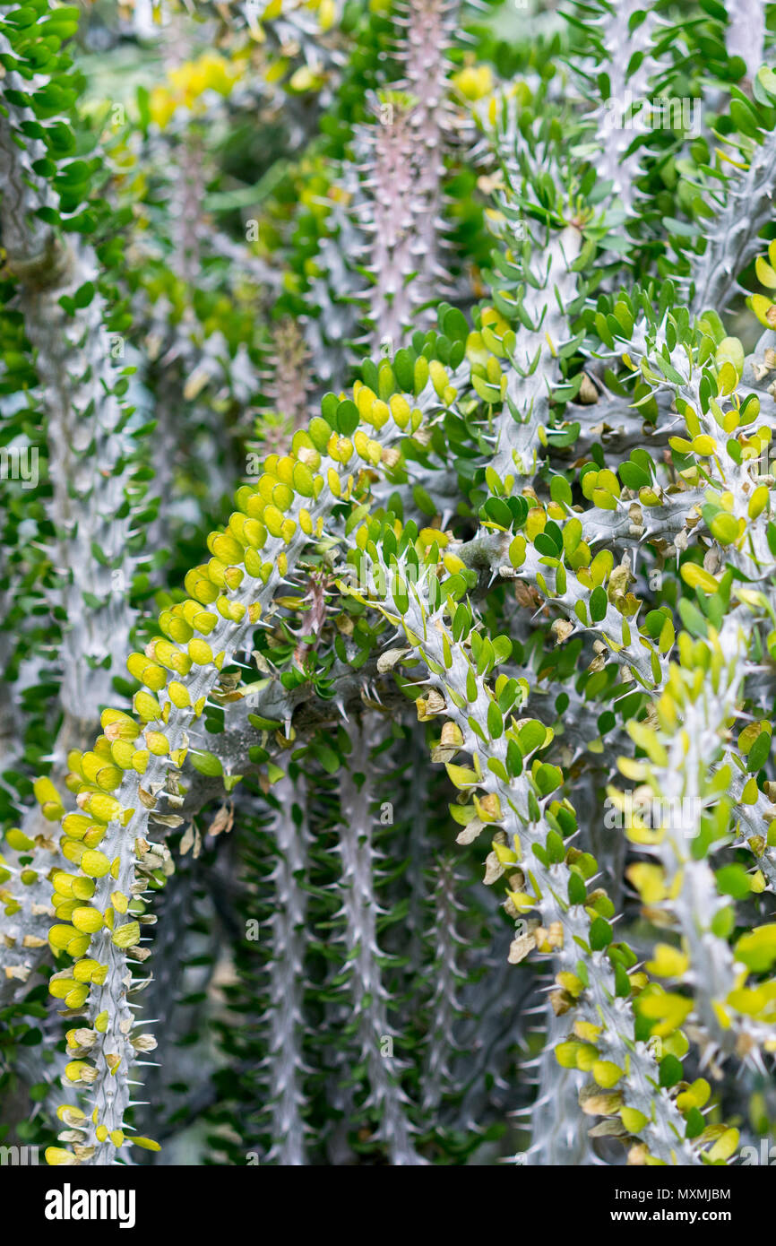 Nopal bush hi-res stock photography and images - Alamy