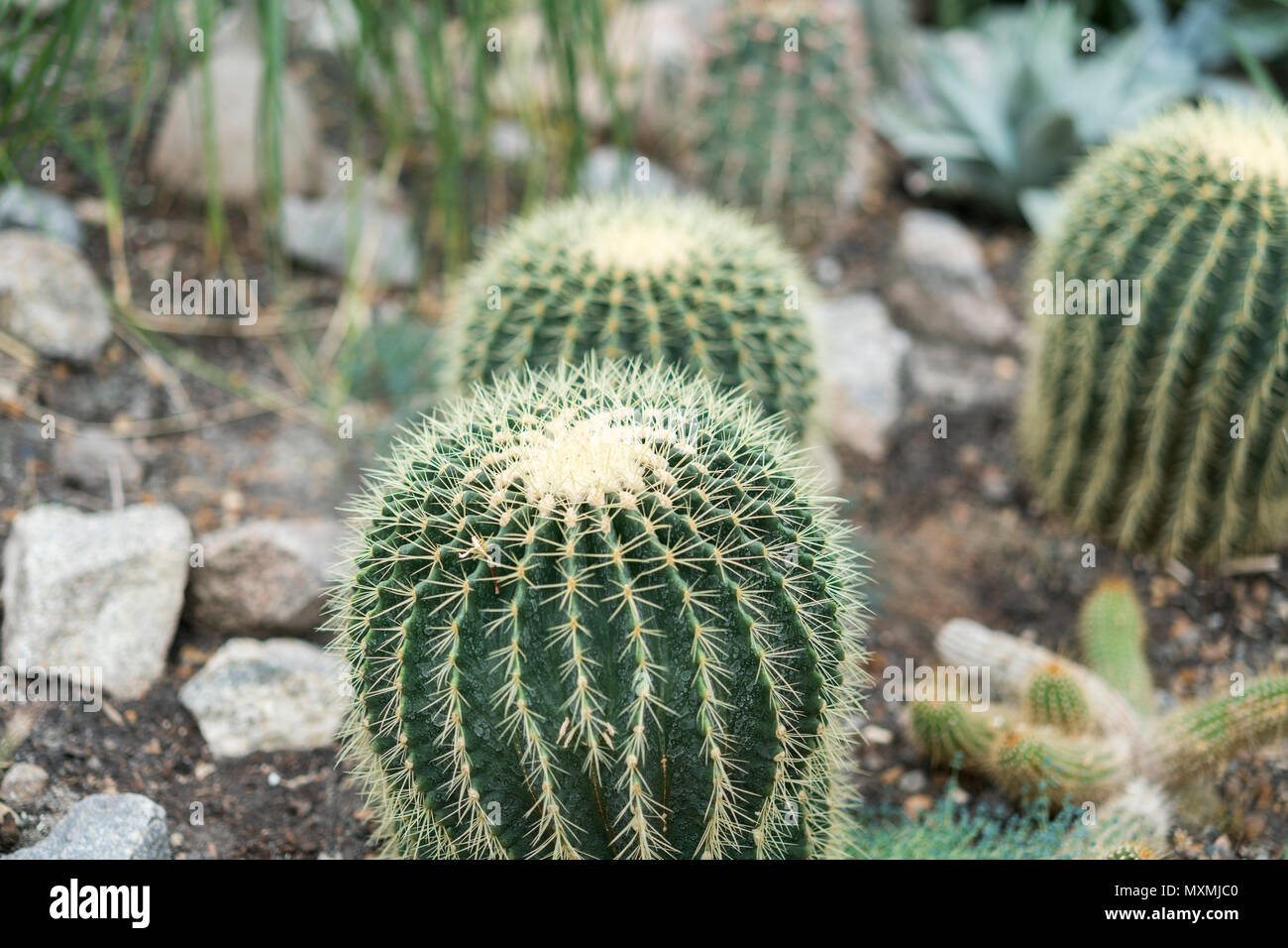 Huge round cactus with large needles Stock Photo - Alamy