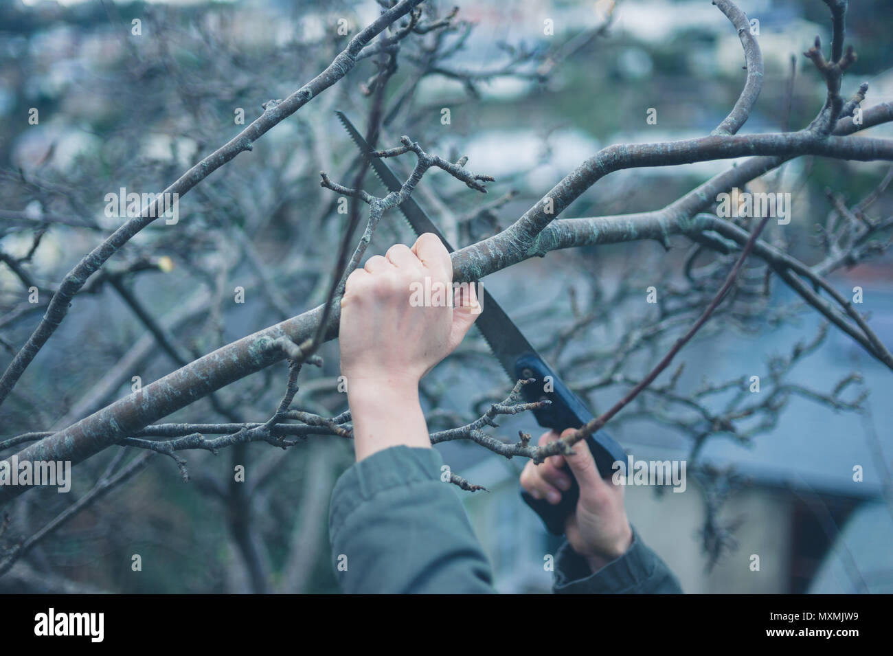 Sawing a branch hi-res stock photography and images - Alamy