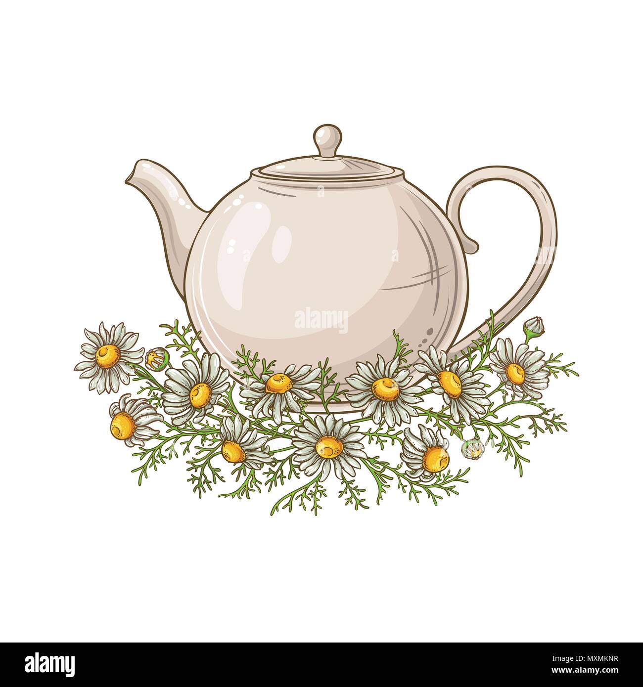 Chamomile plant in pot Stock Vector Images - Alamy