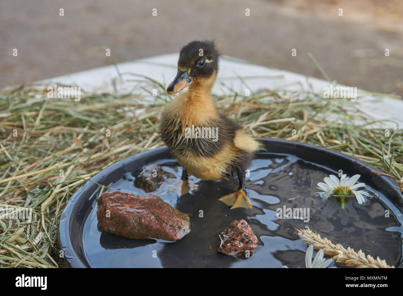 A one week old duckling is standing on a plate with water Stock Photo ...