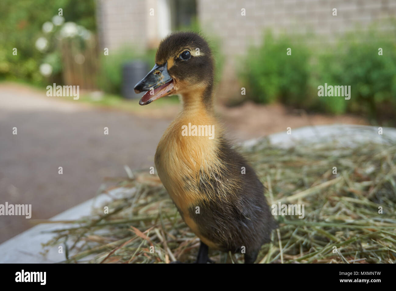 Standing hay bird hi-res stock photography and images - Alamy