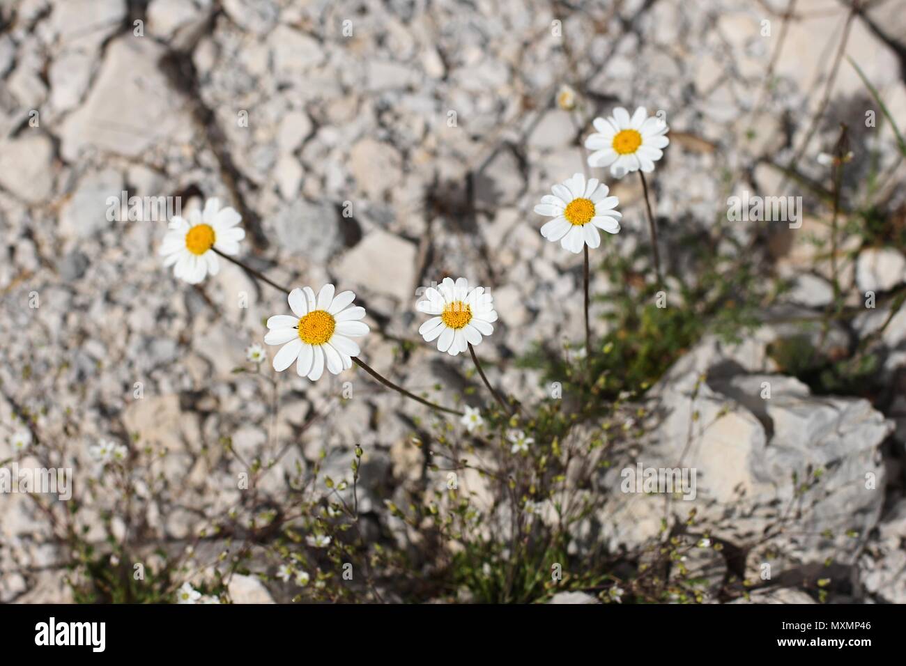Tanacetum flowers with rocky background on the mountain Chelmos in ...