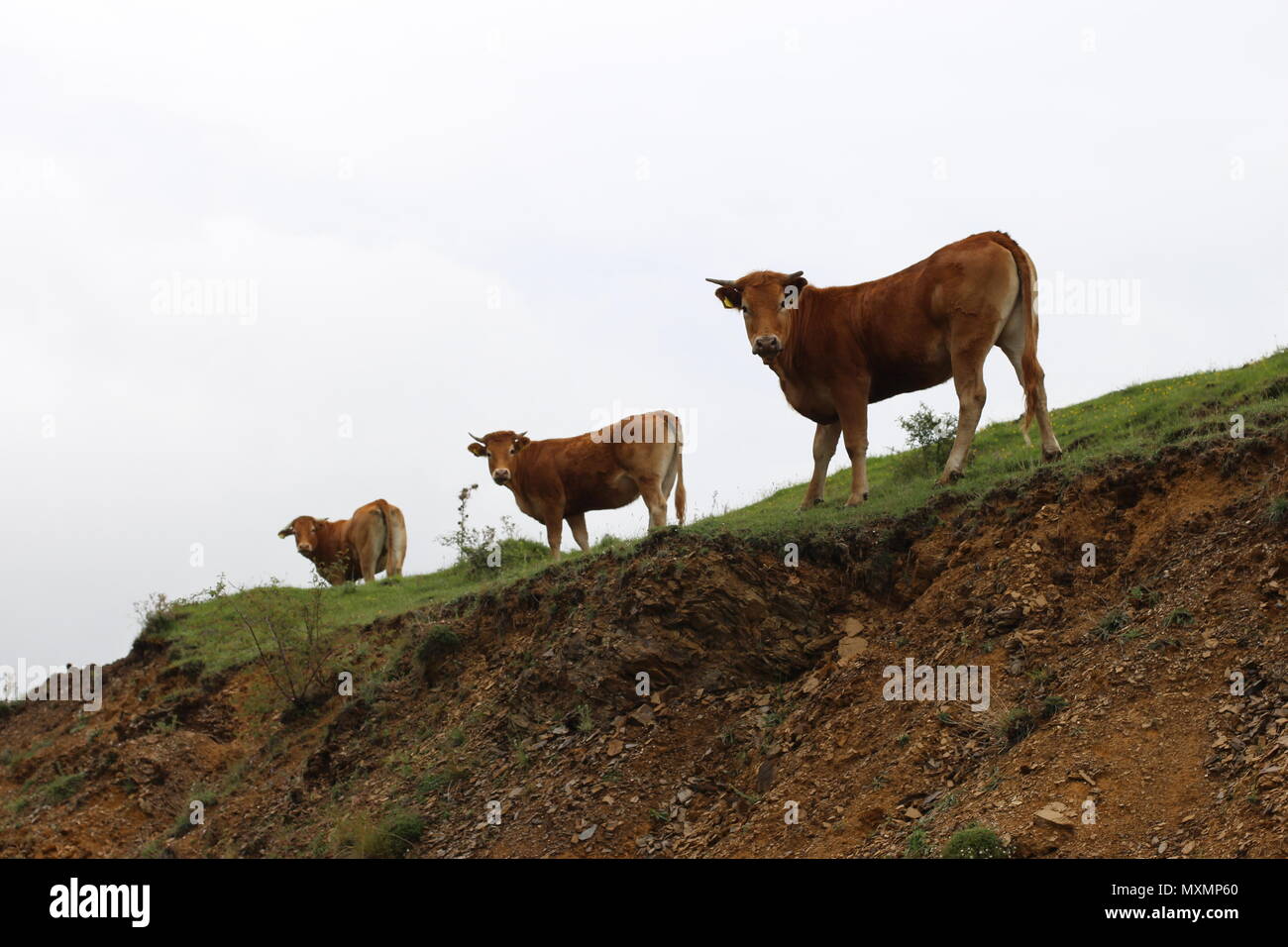 Three brown cows on the mount Olympus in the Greece Stock Photo - Alamy