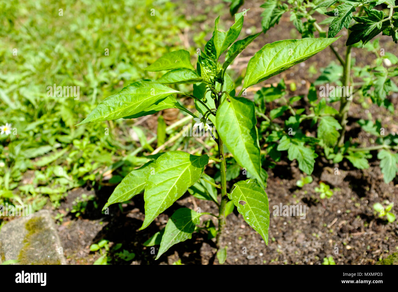 Green pepper capsicum seedling hi-res stock photography and images - Alamy