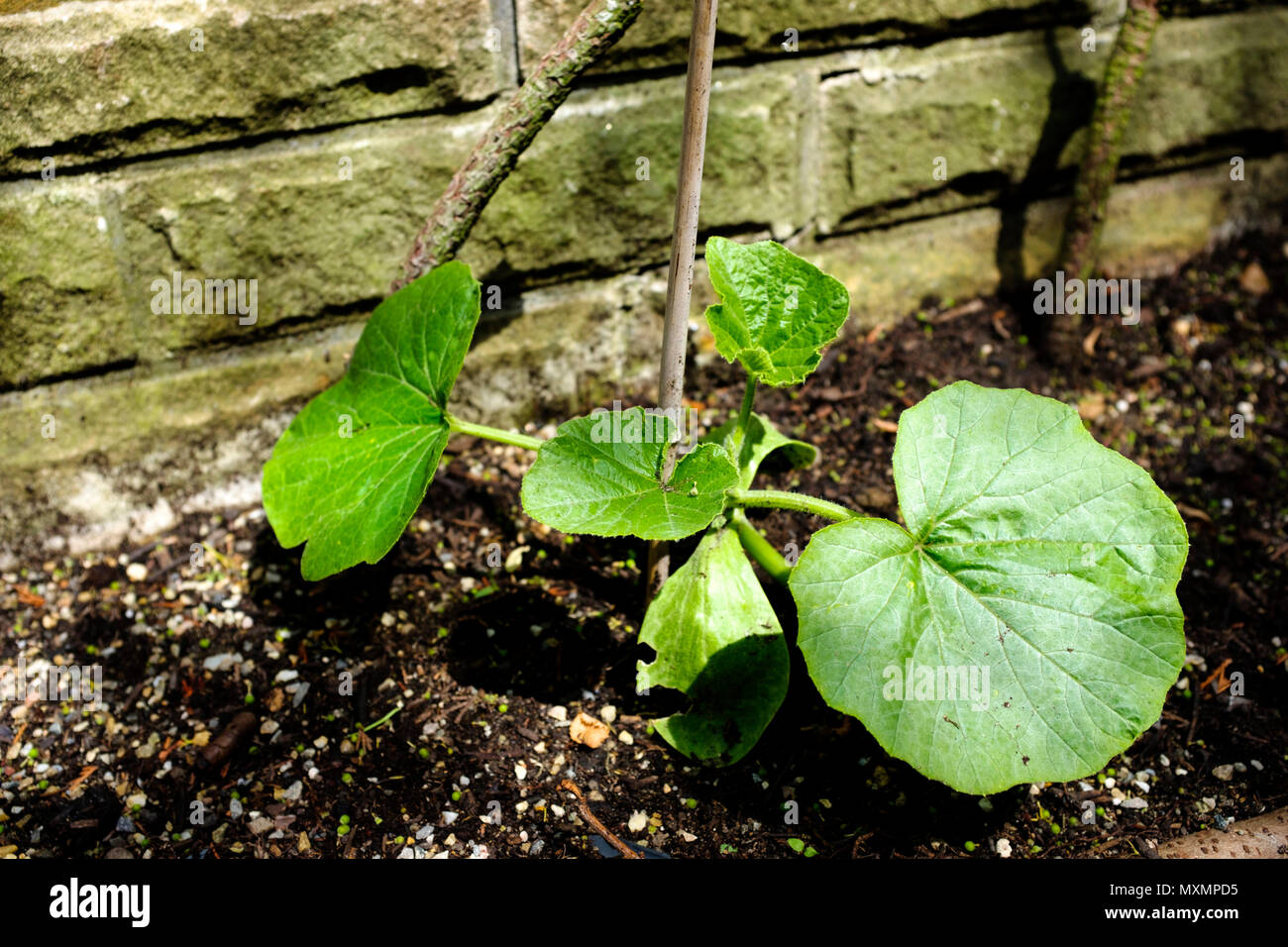 Uchiki kuri squash hi-res stock photography and images - Alamy