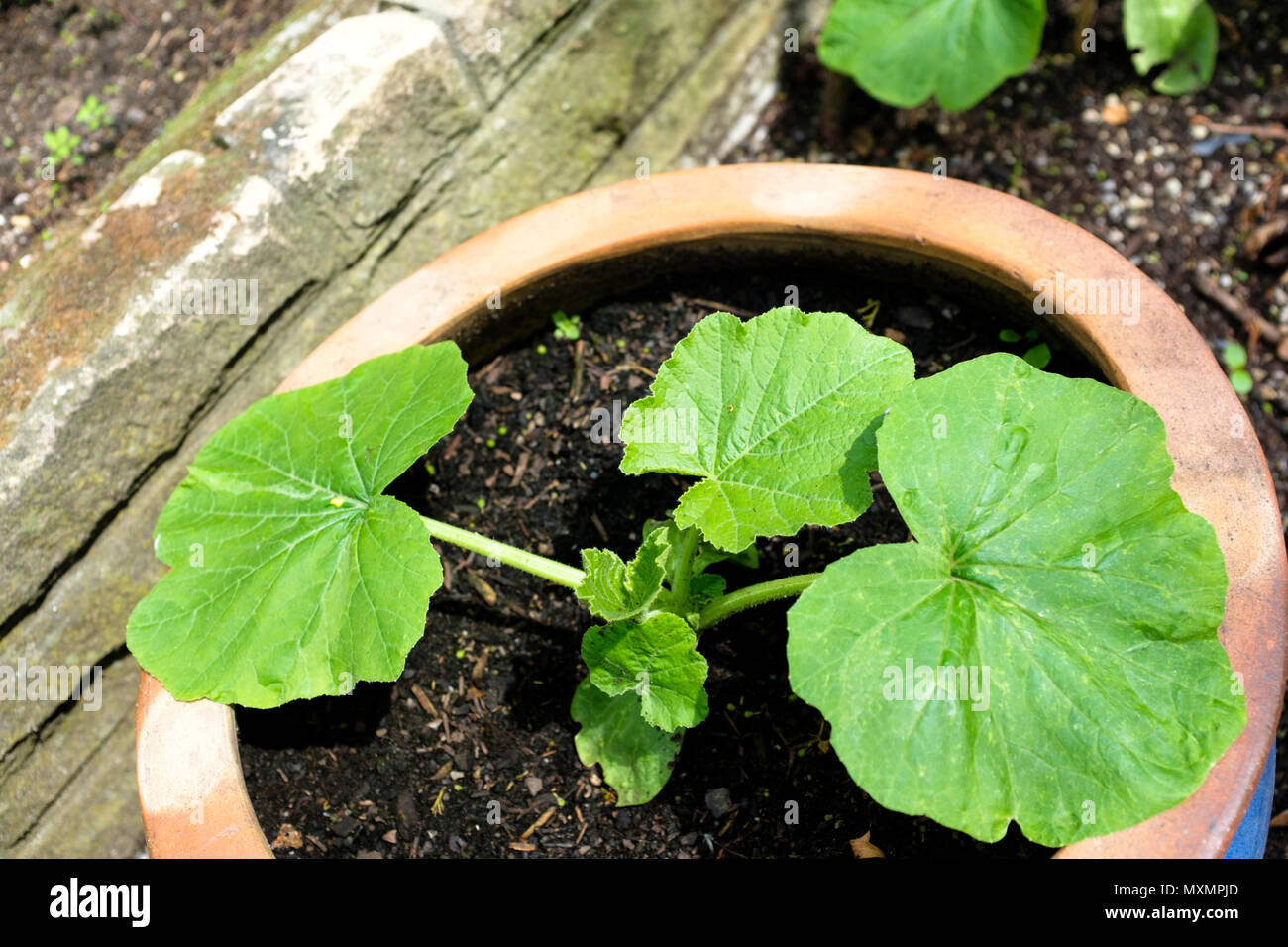 Uchiki kuri squash hi-res stock photography and images - Alamy