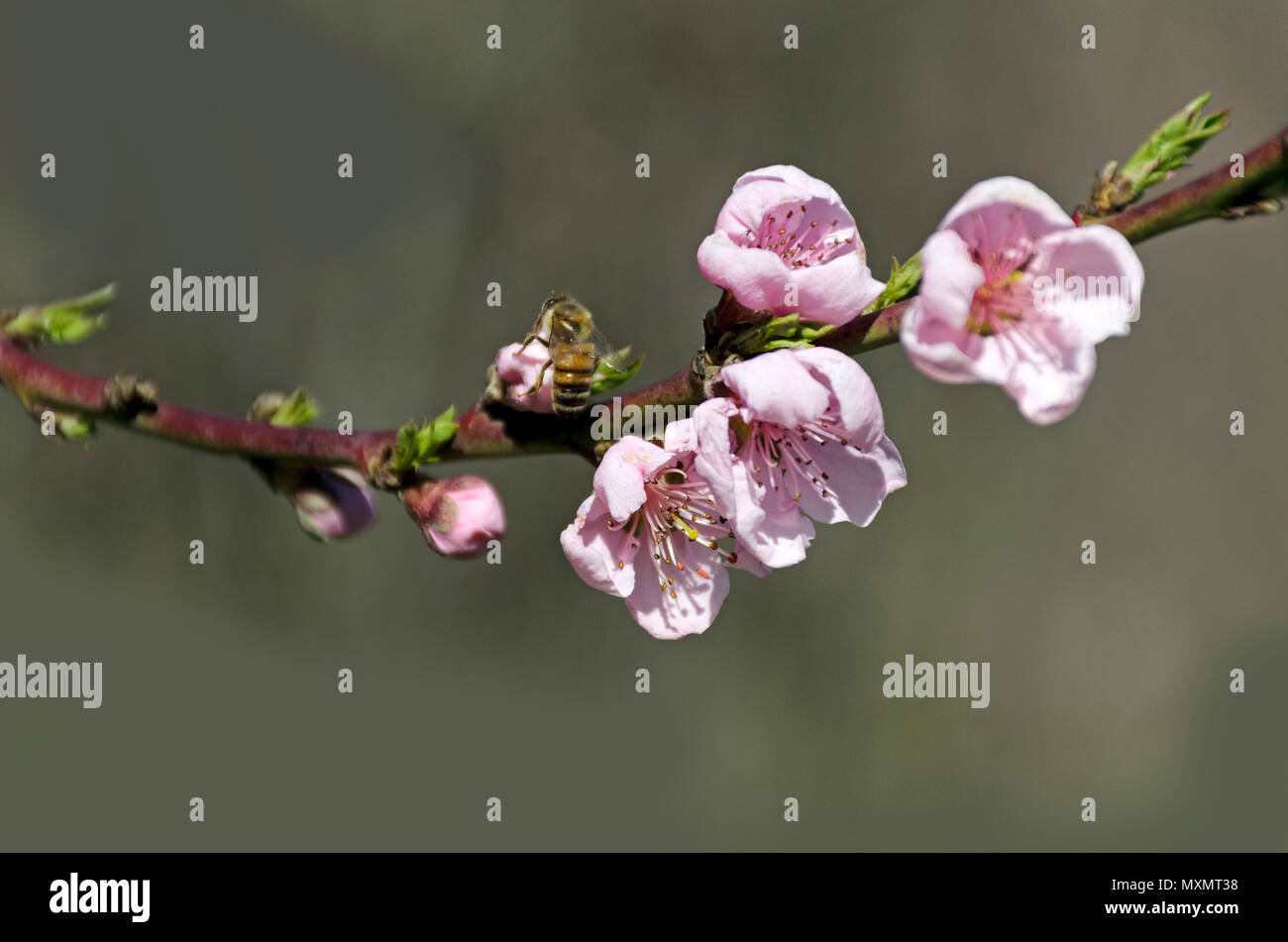 Peach branch in bloom Stock Photo - Alamy
