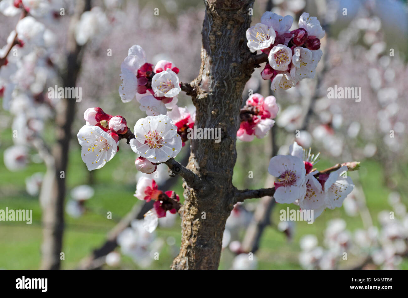 Almond branch in bloom Stock Photo - Alamy